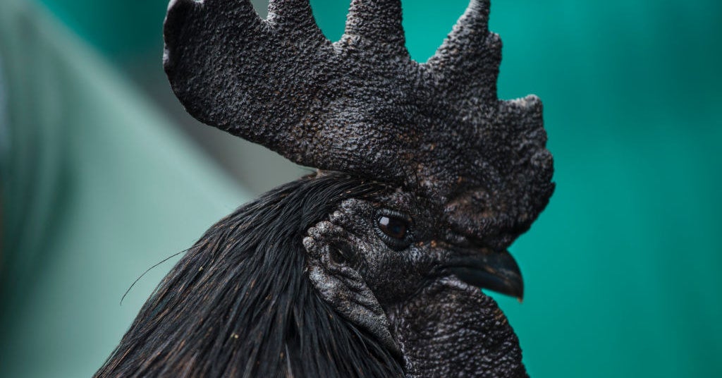 This Goth Chicken Literally Has A Black Heart And Summons Spirits With ...