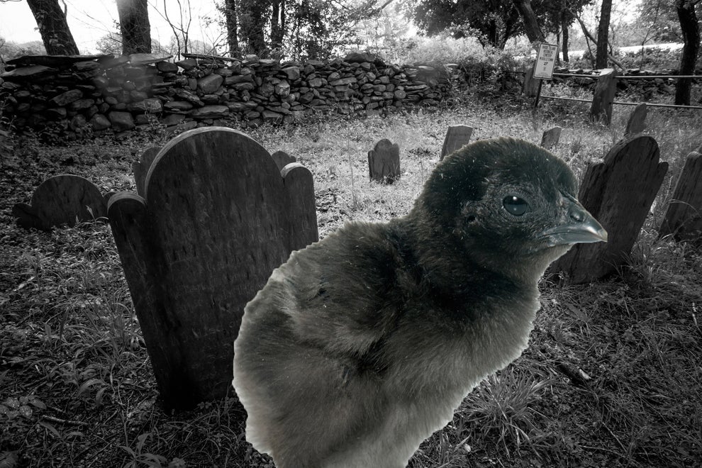 This Goth Chicken Literally Has A Black Heart And Summons Spirits With ...