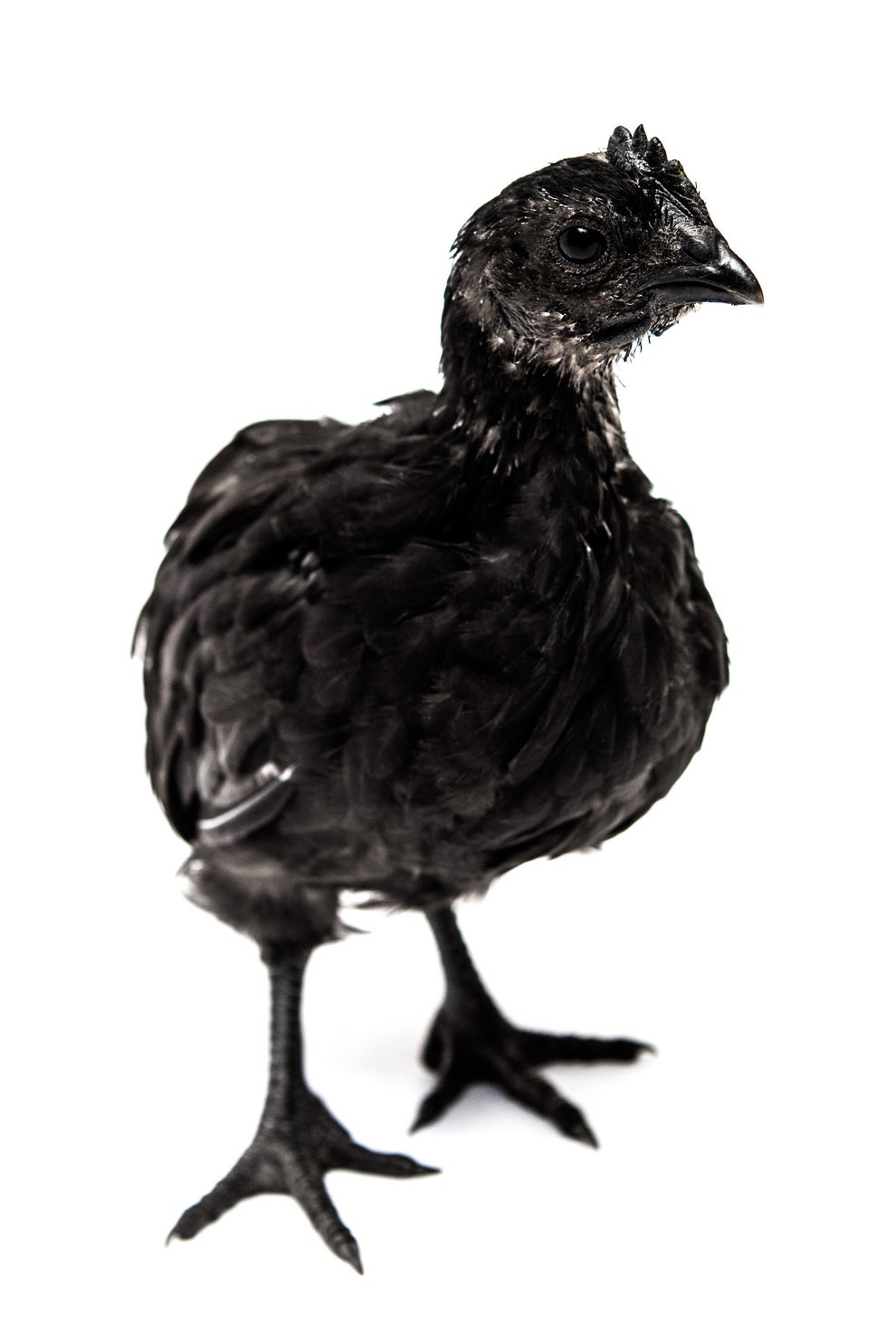 This Goth Chicken Literally Has A Black Heart And Summons Spirits With ...