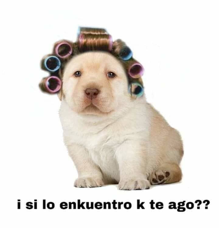 Lindos Memes De Perros También