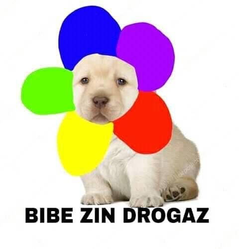 25 Memes del perrito tierno que son, efectivamente, muy tiernos