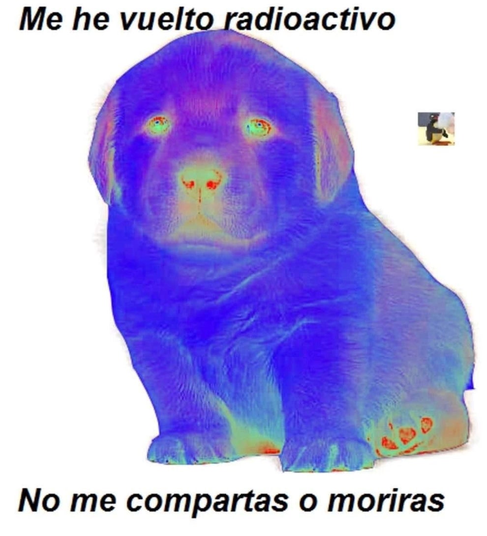 25 Memes del perrito tierno que son, efectivamente, muy tiernos