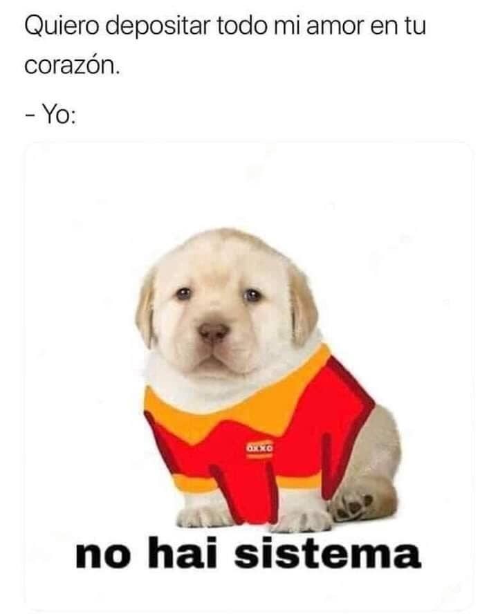 Memes De Los Perritos