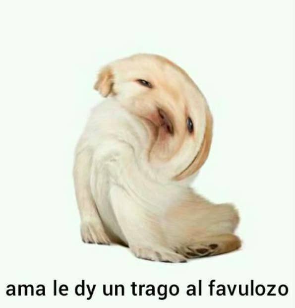 Memes De Que Tierno 25 Memes Del Perrito Tierno Que Son,