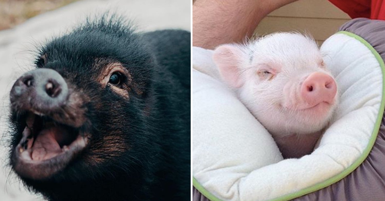 15 Pig Instagrams You Need To Follow ASAP