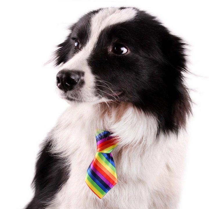 30 Of The Best Pet Supplies You Can Get At Walmart