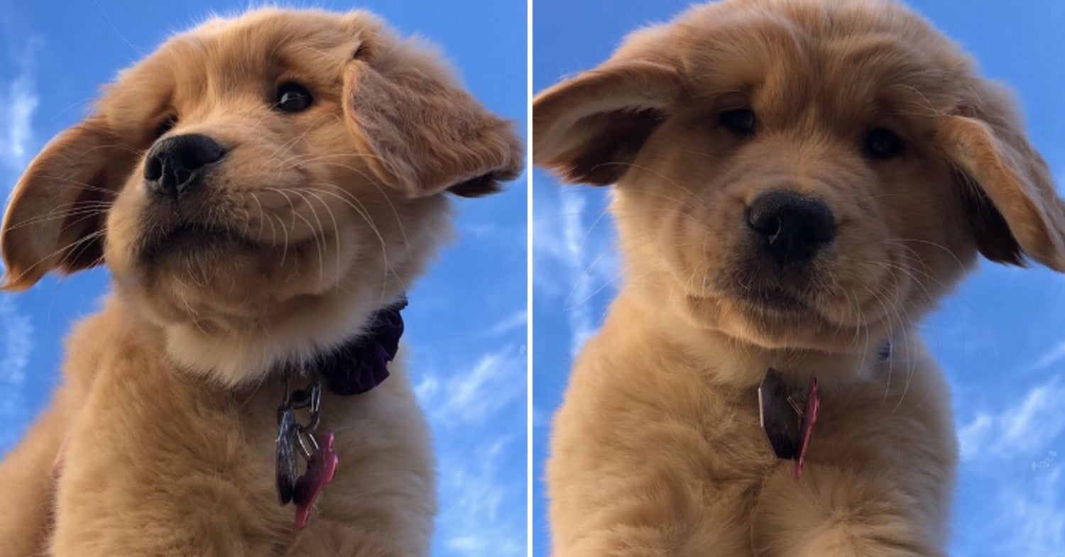 Here Are The Best Dog Posts From This Week