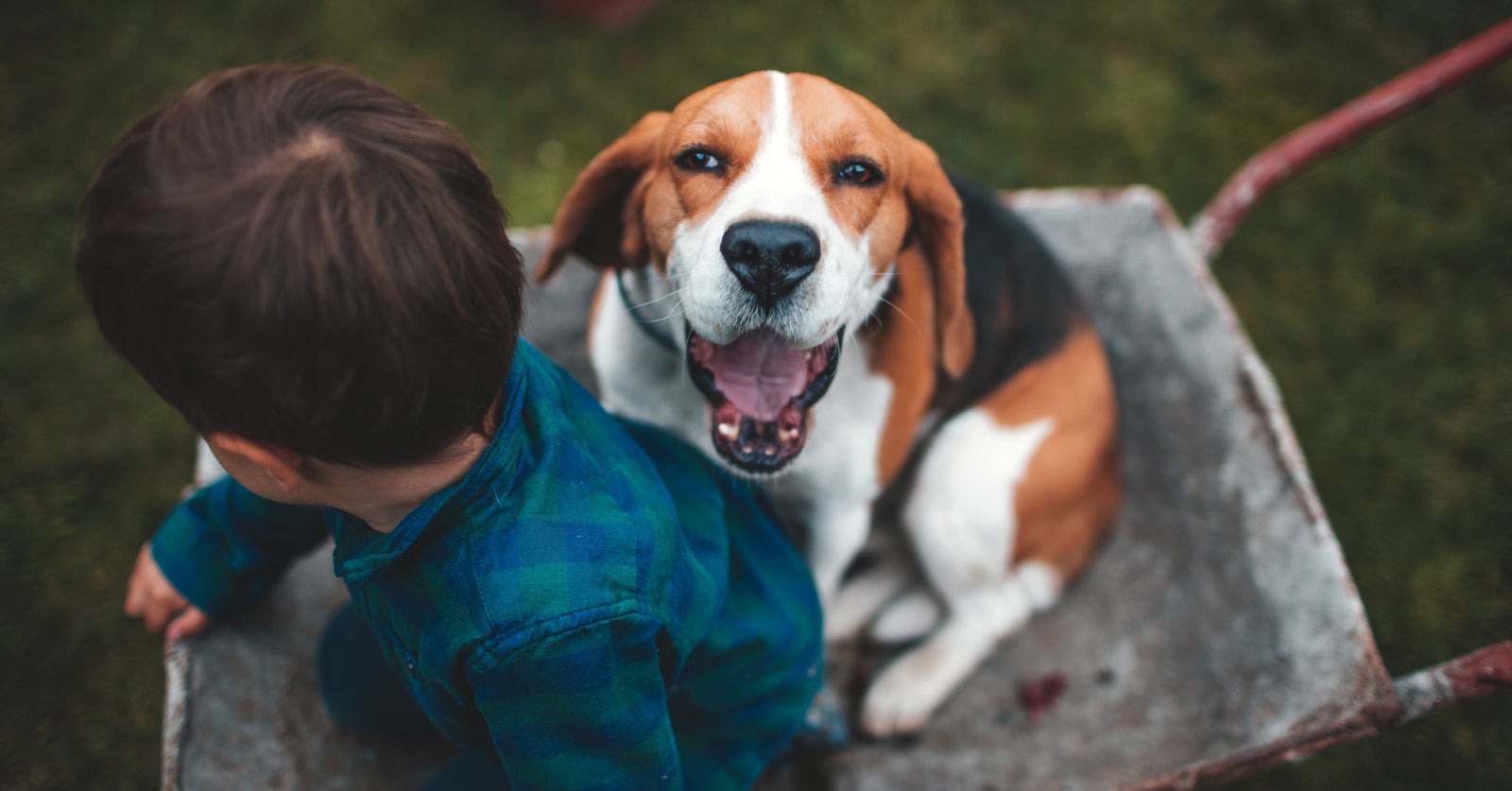 11 Simple And Easy Ways To Teach Your Kids How To Look After Pets