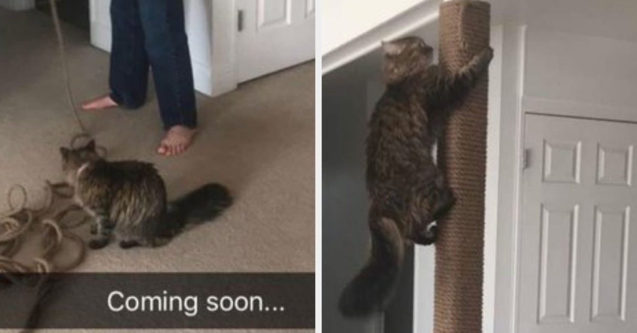 Top Cat Posts From This Week