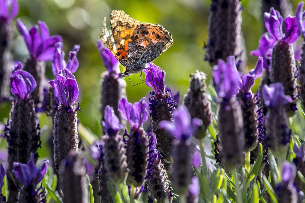 18 Breathtaking Pictures From California's Beautiful "Super Bloom"