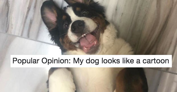 Dog Tweets That Will Brighten Your Day