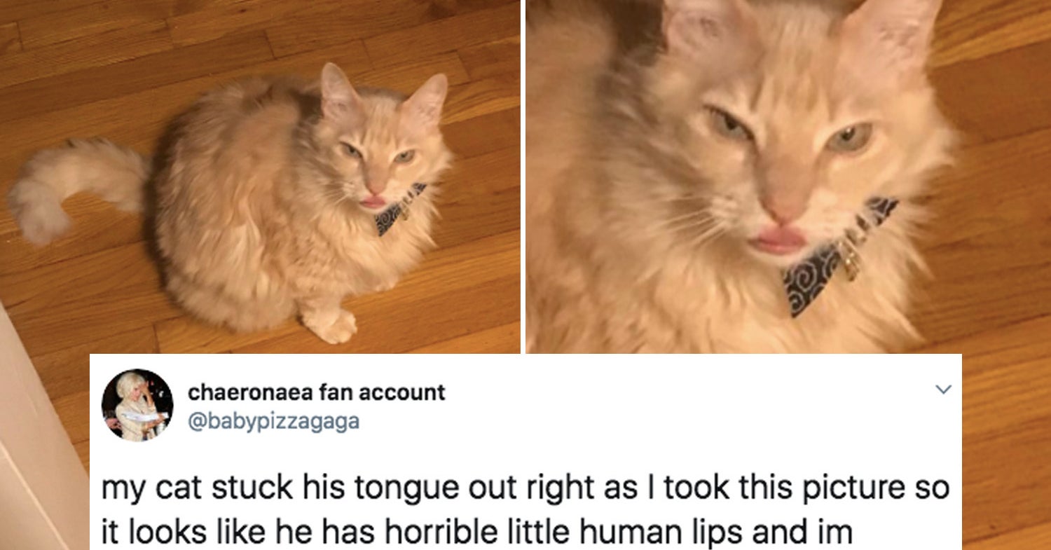 Here Are The 14 Best Cat Posts From This Week