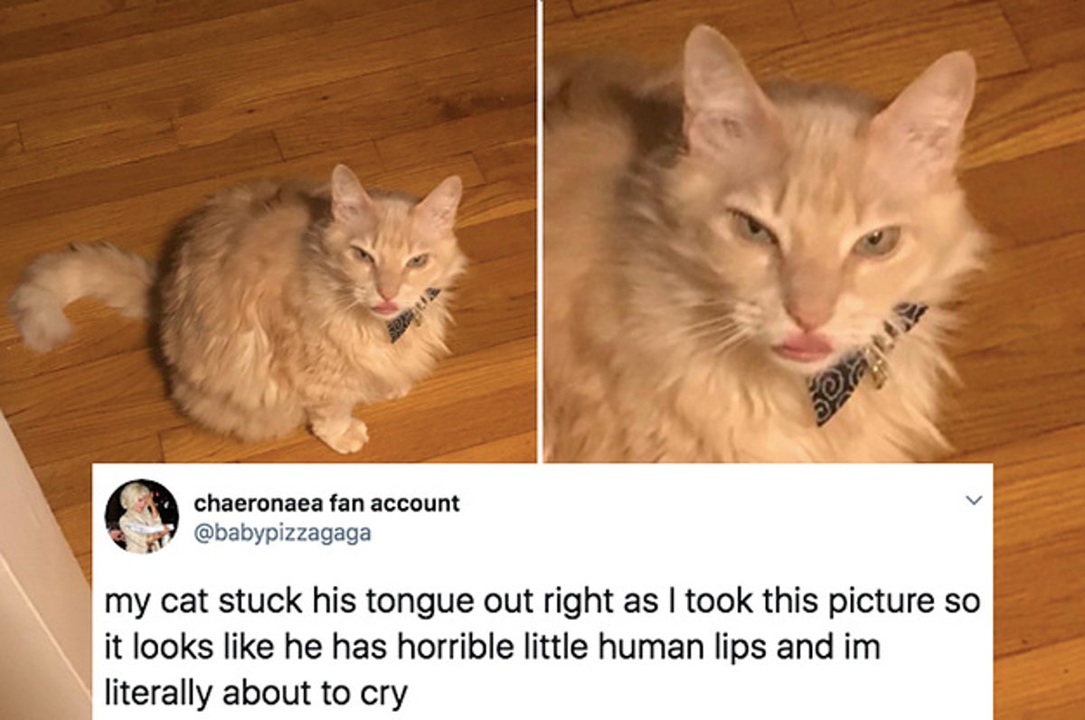 Cat With Human Lips Meme | Lipstutorial.org