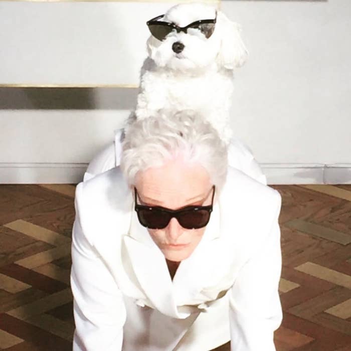 I'm Obsessed With Glenn Close's Dog's Instagram
