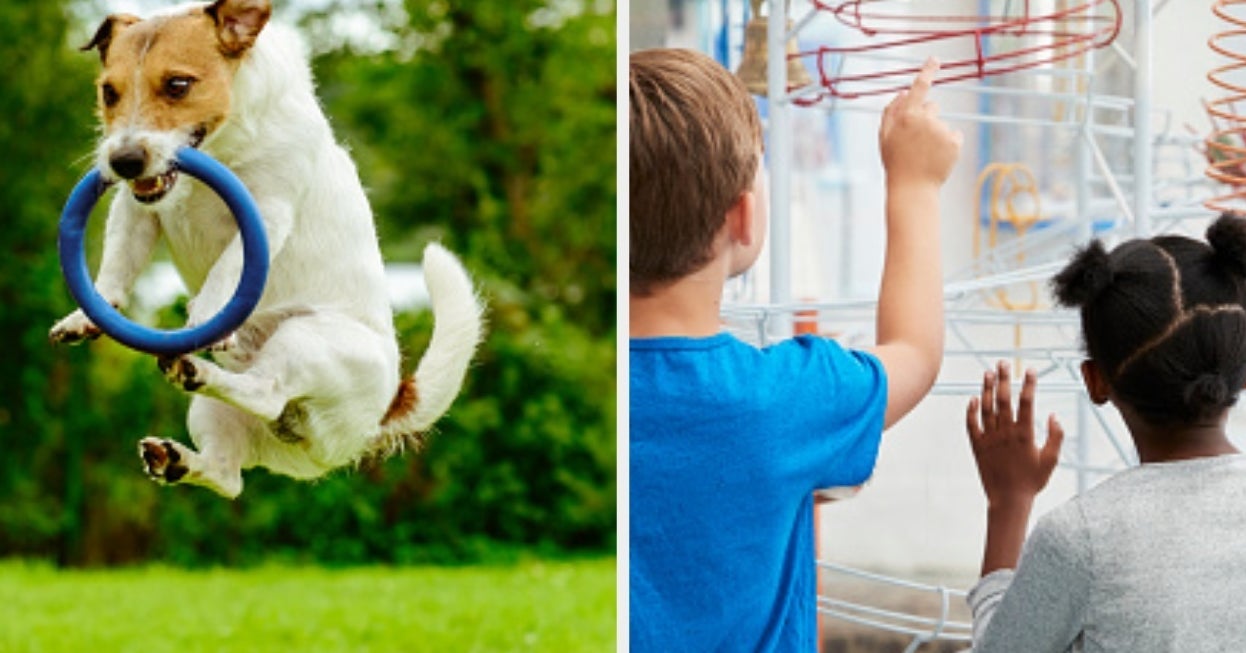 Quiz: Name These Dogs And We'll Reveal How Many Kids You Will Have
