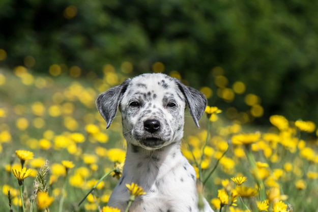 Name These Pups And We'll Guess Your Biggest Pet Peeve
