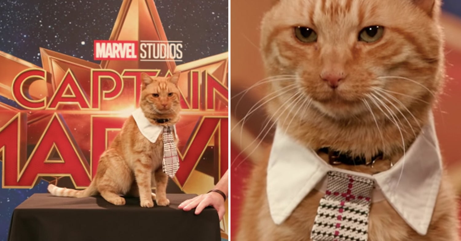 Goose The Cat Getting Ready For The "Captain Marvel" Premiere Is All ...