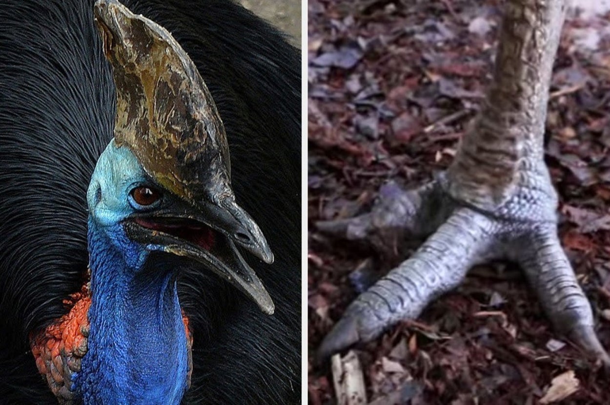 A Florida Man Killed By A Cassowary Bird, Referred To As A "Living ...