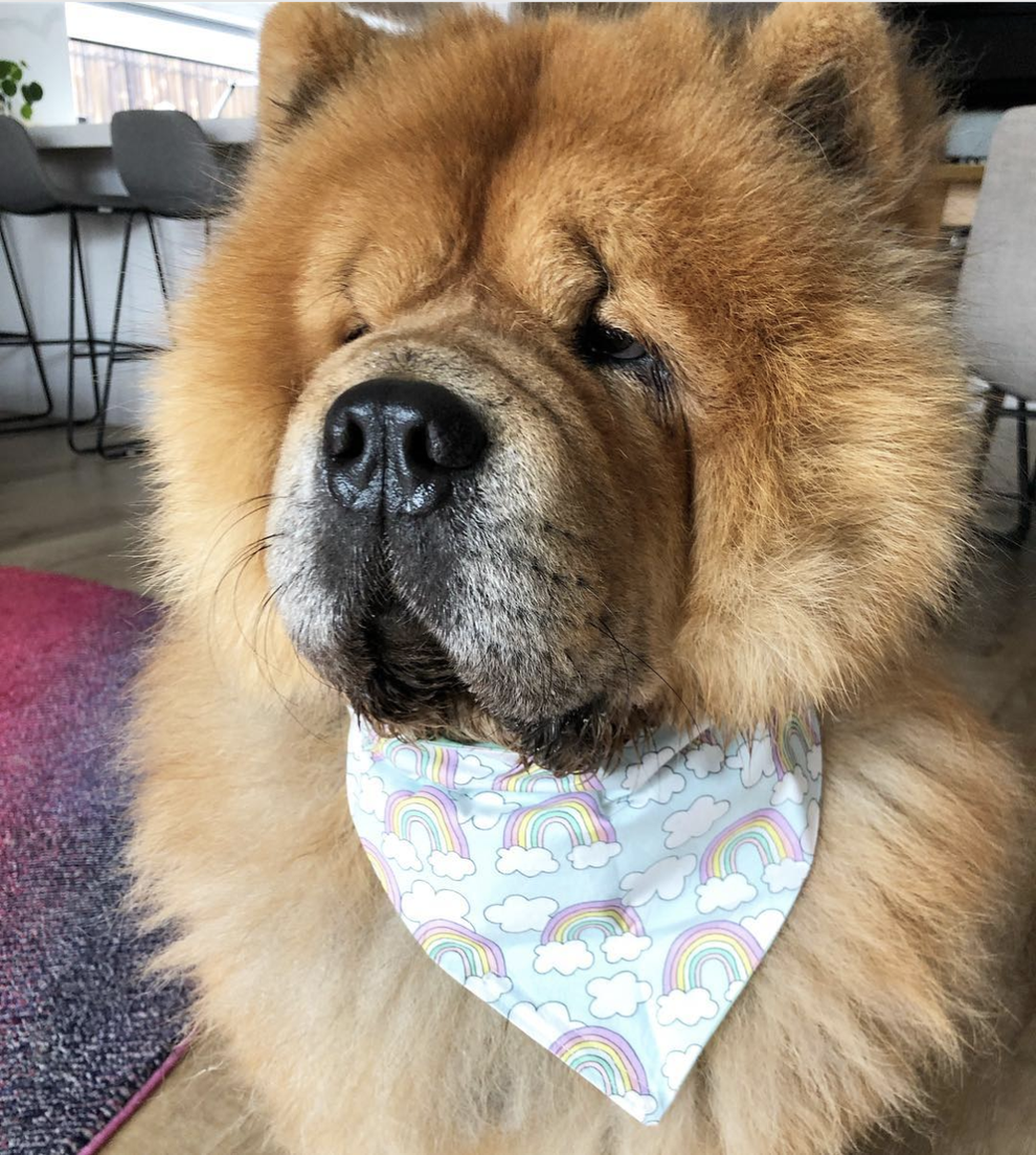 17 Sexy Dogs On Instagram That Will Make You Howl