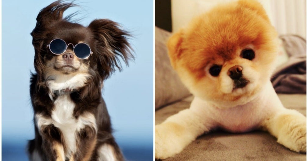 17 Sexy Dogs On Instagram That Will Make You Howl