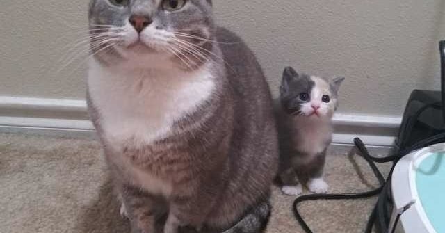 Here Are The Best Cat Posts From This Week — April 19, 2019