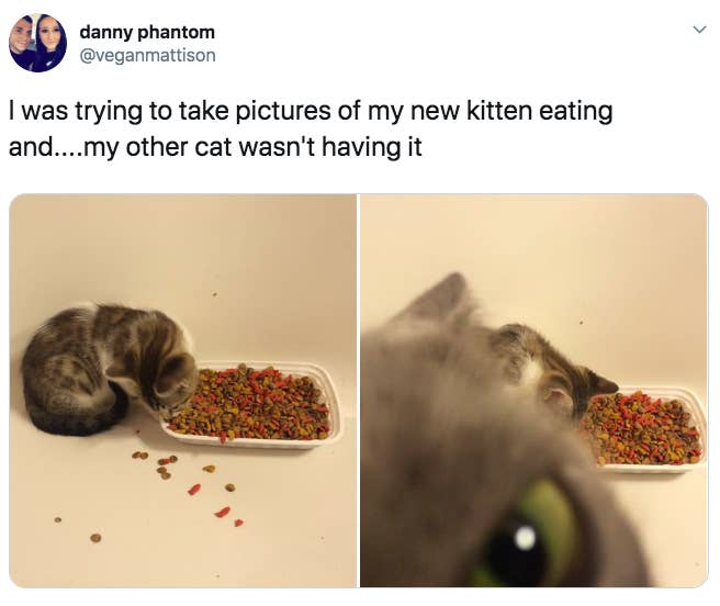 Funniest Pictures Ever Taken
