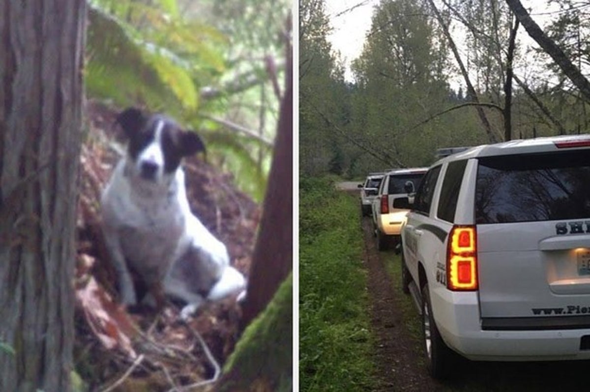 Dog Stays By Dead Owner's Side On Hike, Helping Searchers Find Them