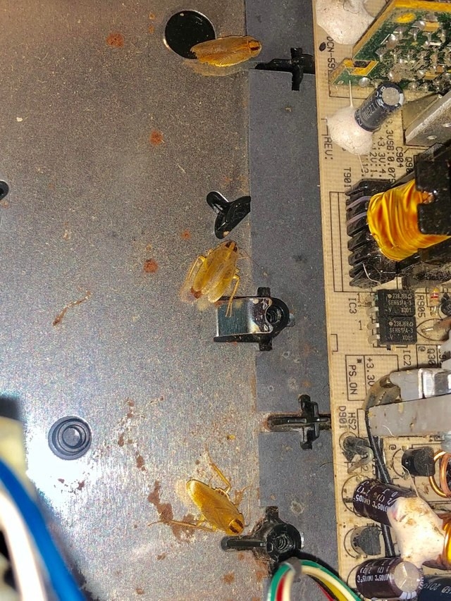 Cockroach Infested Video Game Consoles