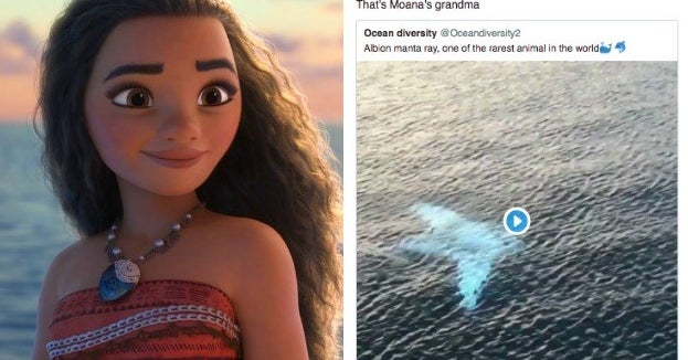"Moana" Jokes And Memes