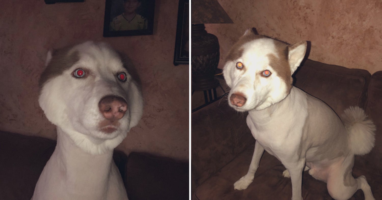 Here Are The Best Dog Photos Of The Week — April 5, 2019