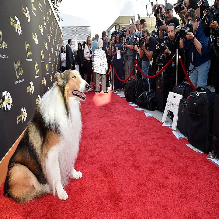 15 Animal Actors Who Stole Hearts On Screen And On The Red Carpet