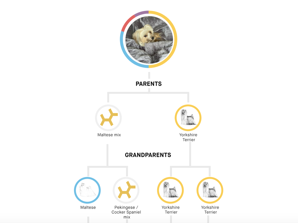 Dog DNA Kits Are A Thing That Exist So We Tested It Out On Our Pups