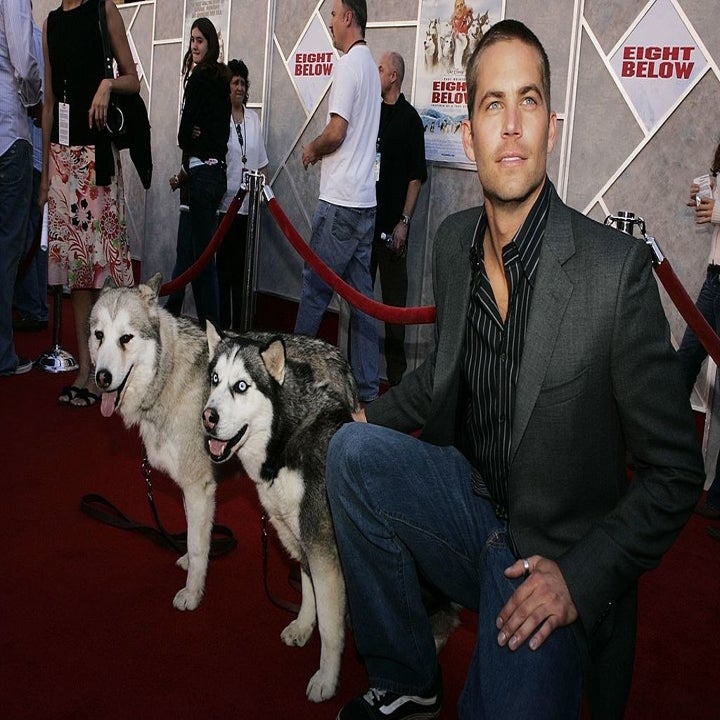 15 Animal Actors Who Stole Hearts On Screen And On The Red Carpet