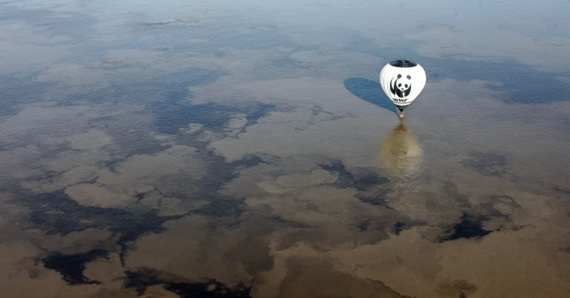 WWF Has Hired A Former Top UN Human Rights Official To Oversee ...