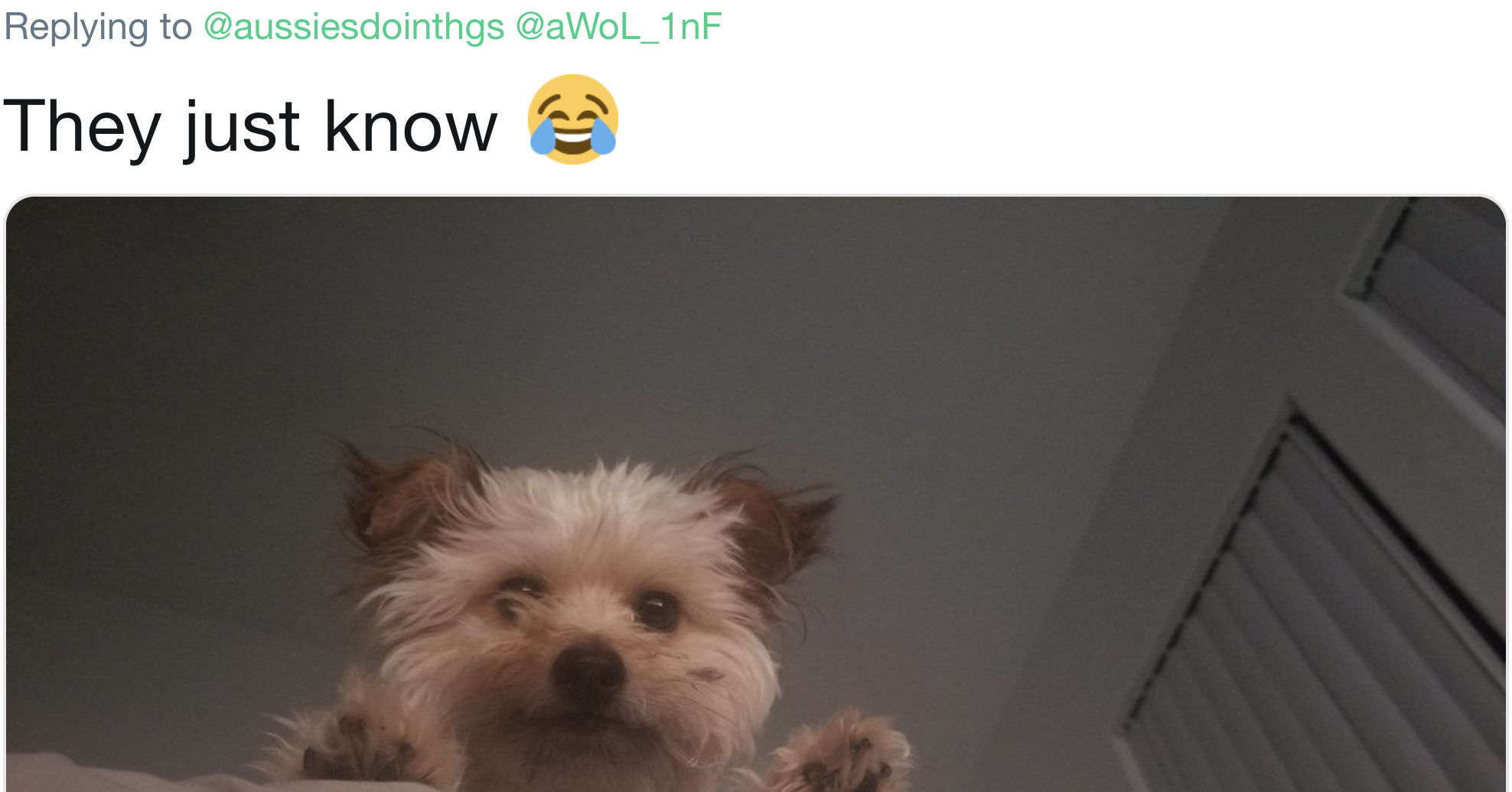 Dogs' Reactions To Opening Chips And It's Hilariously True