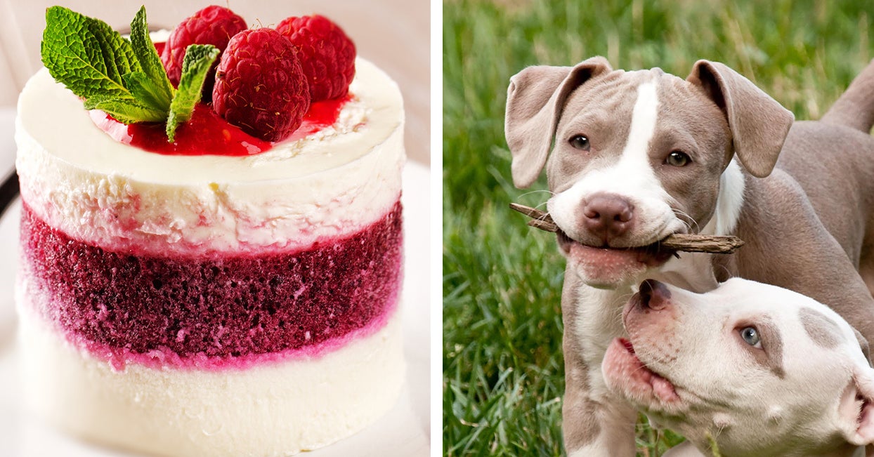 This Fancy Dinner Quiz Will Reveal What Kind Of Dog You Would Be