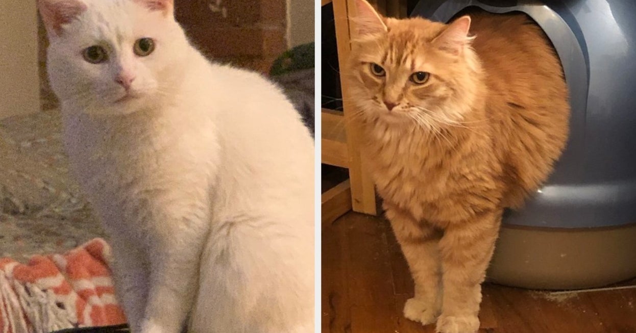 Here Are The Best Cat Posts From This Week — May 31, 2019