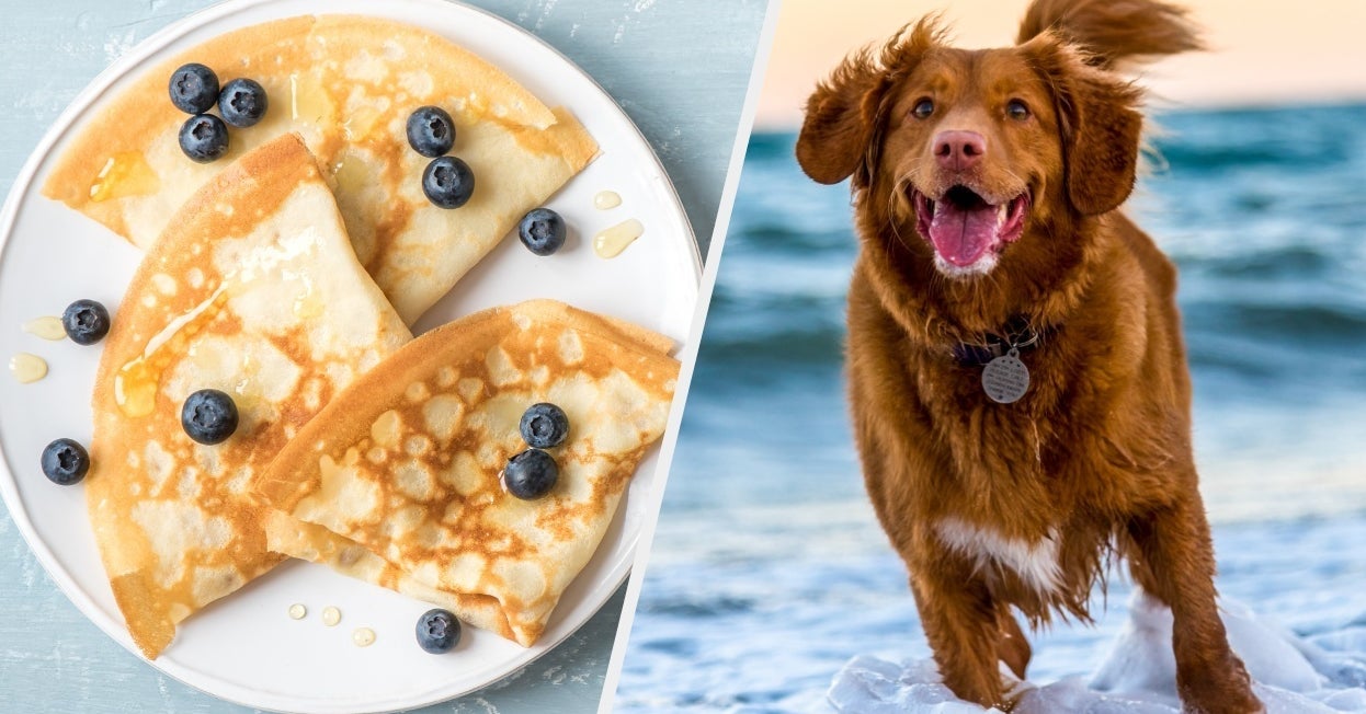 Quiz: Make A Crepe And We'll Tell You What Pet You Should Get