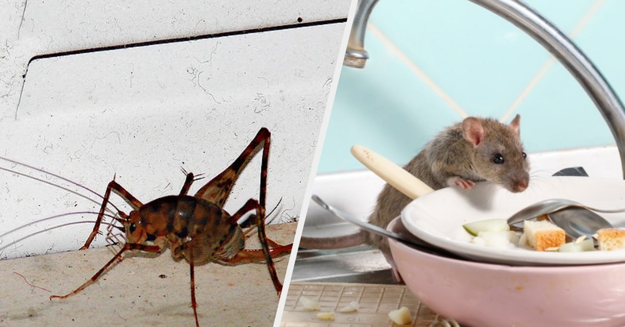 24 Pest Horror Stories That Will Make You Say, "Oh Hell No"
