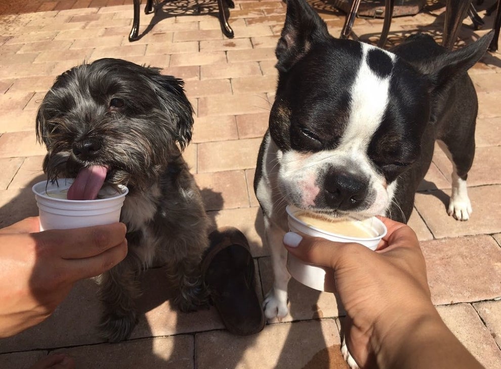 Just 28 Pictures Of Dogs Enjoying The Heck Out Of Summer