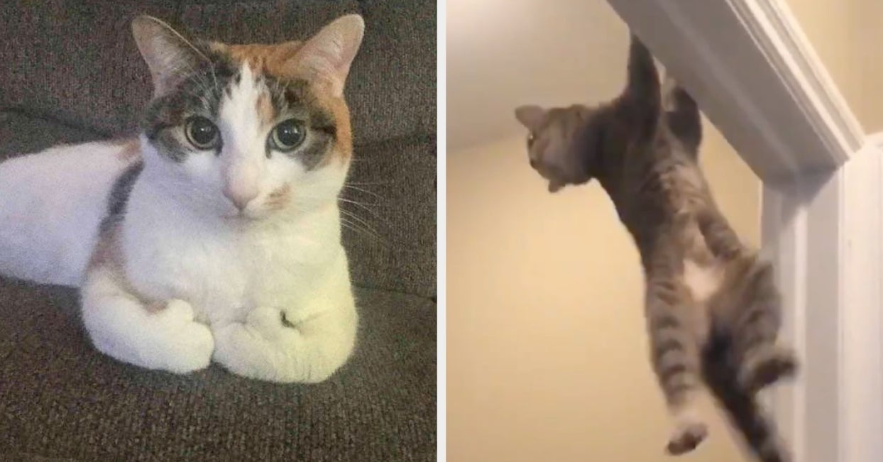 Here Are The Best Cat Posts From This Week — June 14, 2019