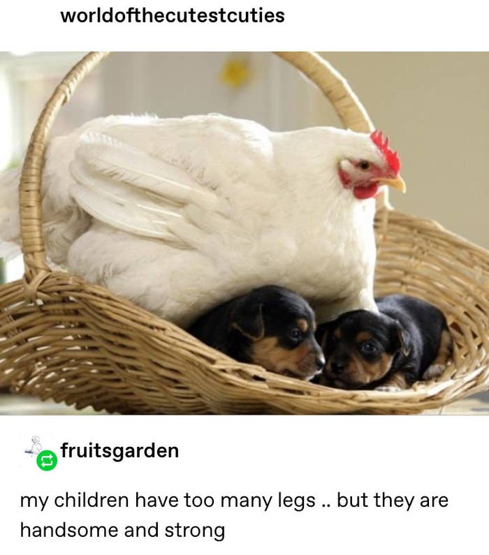 Tumblr Posts About Chickens That'll Make You Laugh