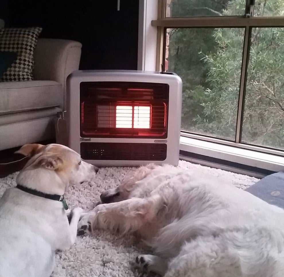 25 Photos Of Dogs Staying Warm In Winter