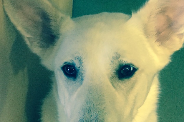 Quiz: Choose Some Dogs And We'll Tell You Which Celebrity You Are