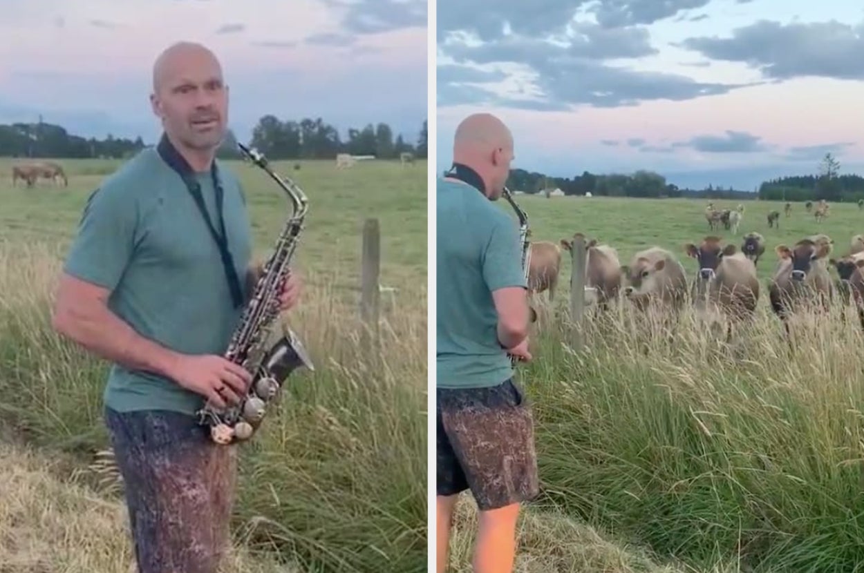 This Dad Playing The Sax For A Bunch Of Cows Is The Wholesome Energy We ...