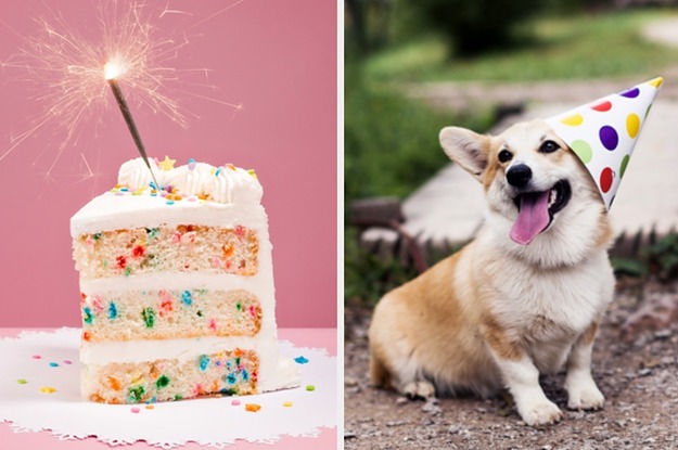 Quiz: Bake A Cake And We'll Reveal What Dog Breed You Are