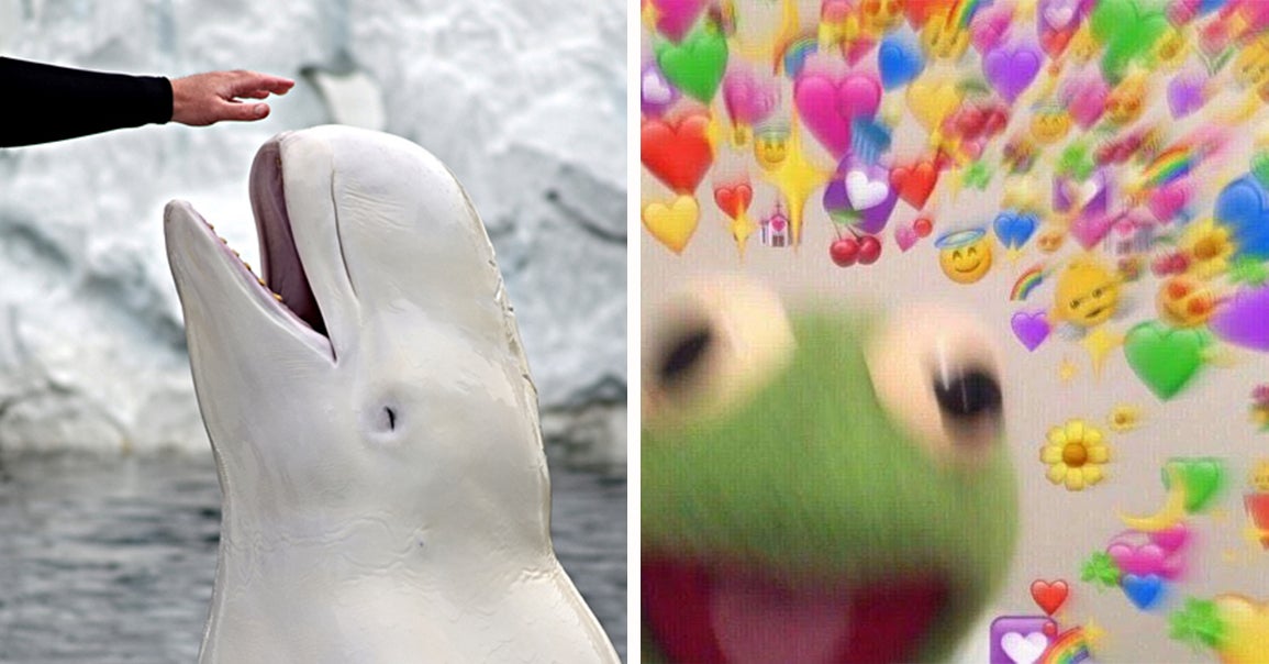 I Just Discovered Beluga Whales And OMG My Heart