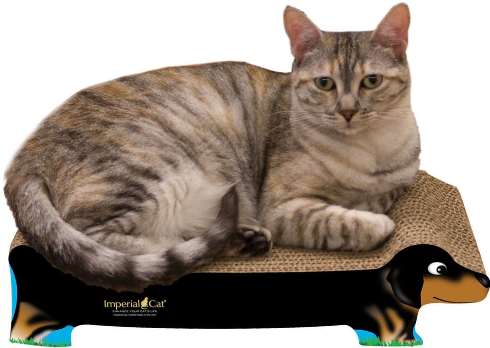 21 Amazing Cat Essentials That You Can Get At Walmart