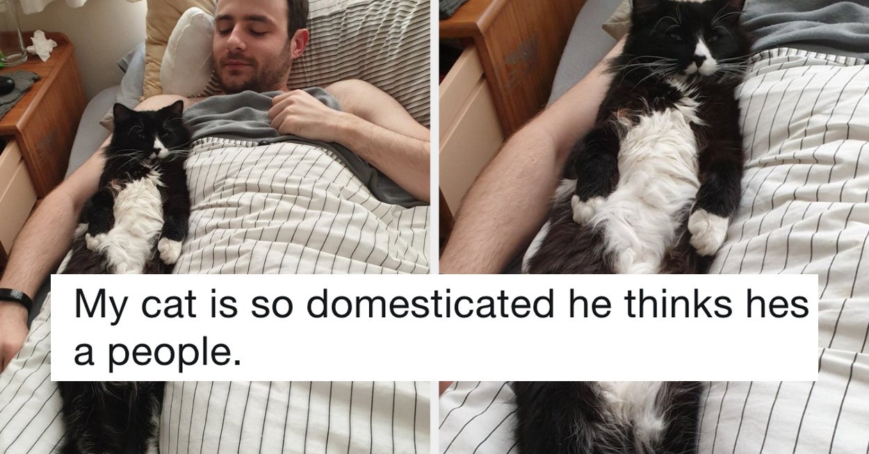 The Best Cat Posts From This Week — July 12, 2019