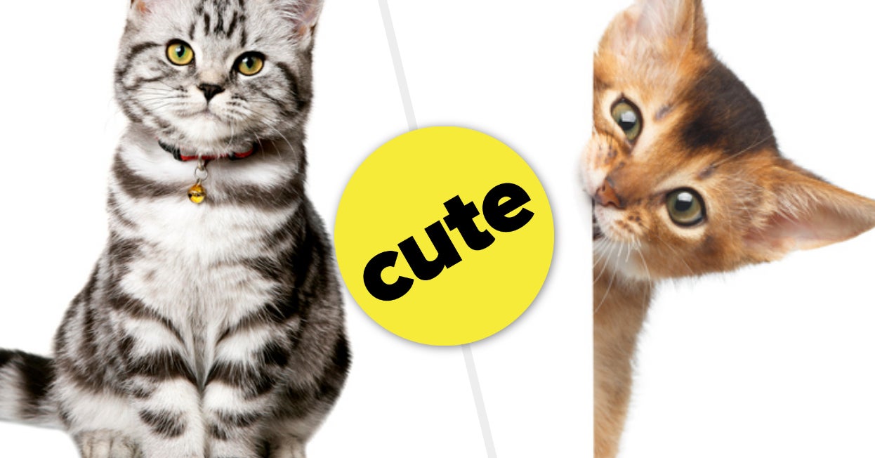We'll Tell You If You're An Introvert Or Extrovert Based On The Cat ...